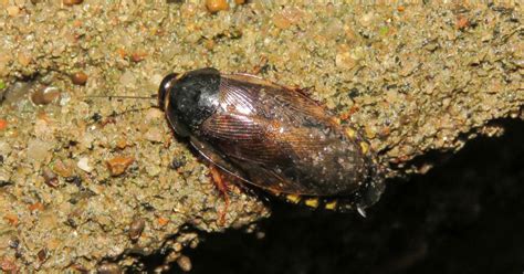 Pycnoscelus 177402 Biofaces Bring Nature Closer