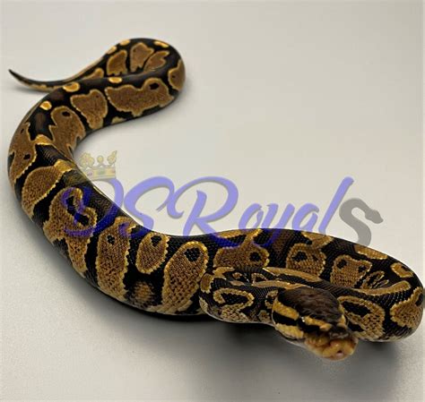 Asphalt 100 Het Piebald Ball Python By Dsroyals Ball Pythons Llc