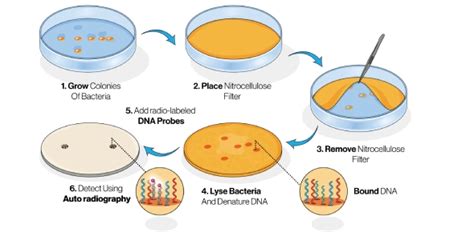 Genes To Genomes Recombinant DNA Technology Quiz Quiz Trivia