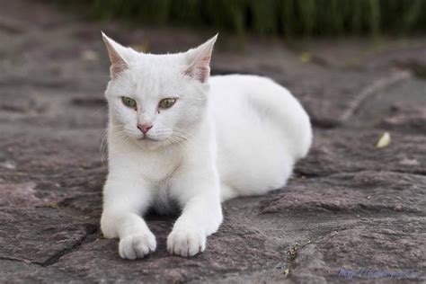 于正新剧《当家主母》的猫哪里去了，晕轮效应：你的话，我不信 知乎