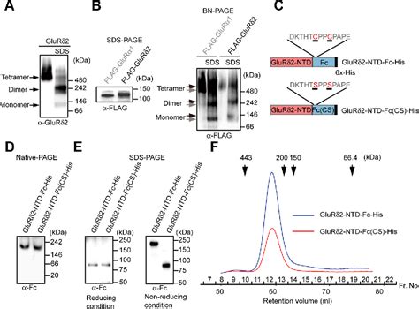 Figure 1 From Glurδ2 Assembles Four Neurexins Into Trans Synaptic Triad To Trigger Synapse