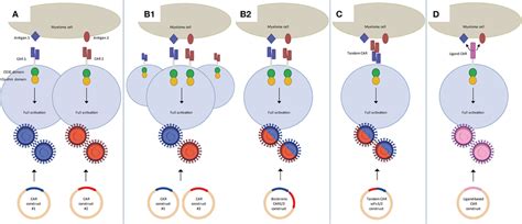 Dual Car Strategies To Improve Efficacy Of Car T Cell Mm Therapy A