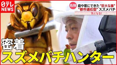 【危険！】巨大なハチの巣を次々と撤去していく「スズメバチハンター」に密着 │ 【気ままに】ニュース速報