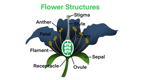 Flower Structures Biology Flowering Plant Reproduction Flowers