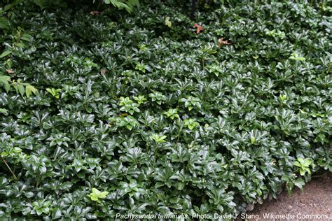 De Bons Couvre Sols Pour Lombre Jardinier Paresseux