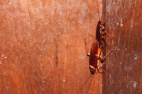 Cockroaches Are Skipping Sugar To Get More Sex Populate