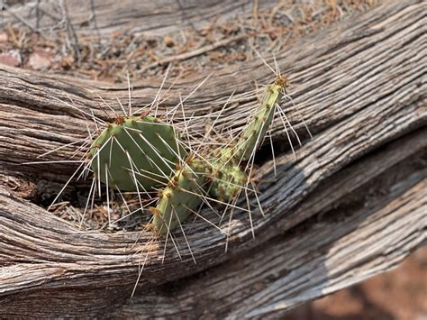 Cactus Tree Trunk Free Photo On Pixabay Pixabay
