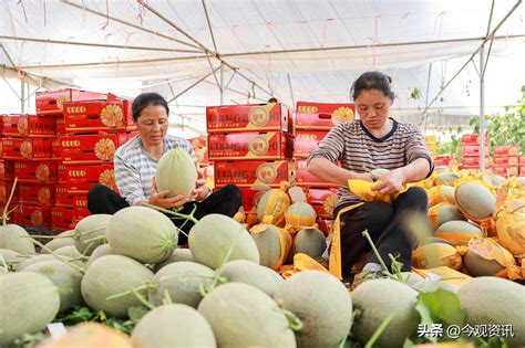 甘肃金塔：大漠蜜瓜飘香上市鼎新镇标准化设施