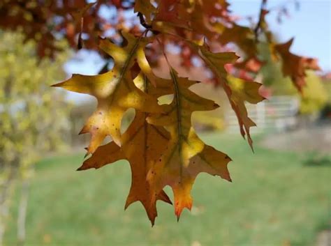 16 Common Types Of Oak Trees In Florida Including Native