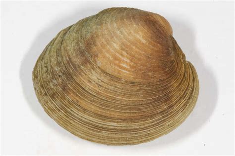 Download Hard Shell Clam Quahog Wallpaper