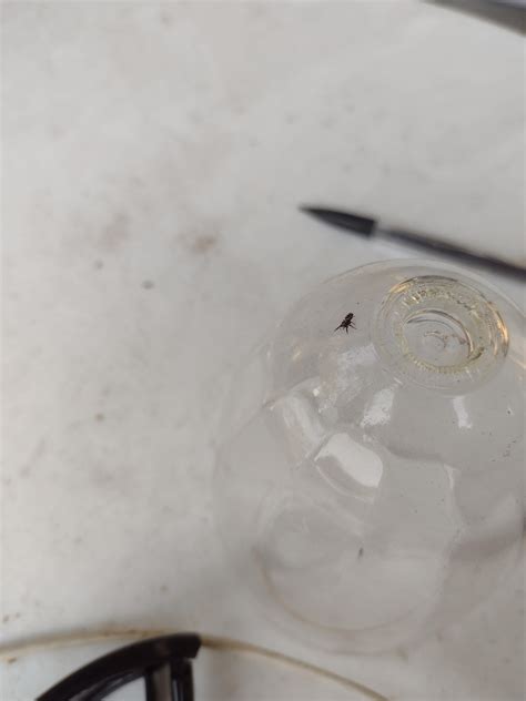Itsy Bitsy Beby Spidey 💖 R Jumpingspiders