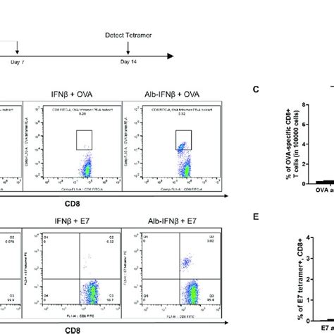 Characterization Of The Antigen Specific Cd8 T Cell Immune Response In
