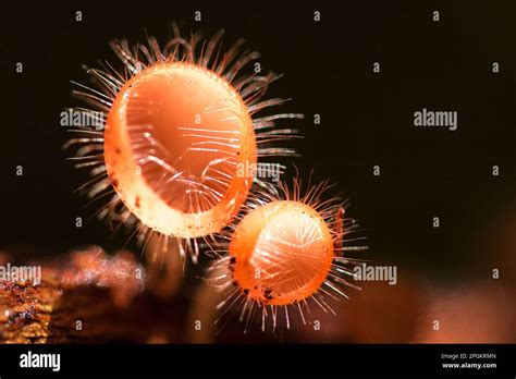 Phylum Ascomycota