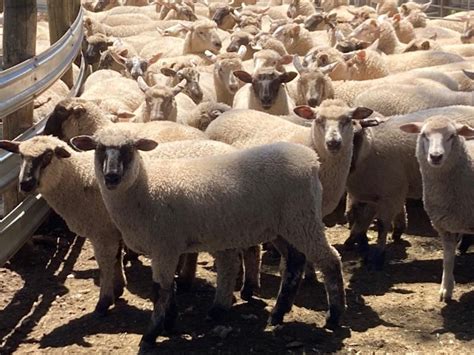 Lot Mixed Sex Suckers Auctionsplus