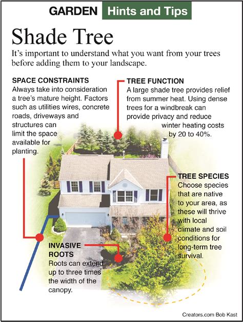Gardening Choosing A Shade Tree For Your Yard Indianapolis Business Journal