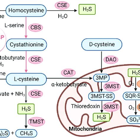 Cellular Biosynthesis And Oxidation Of H2s Download Scientific Diagram