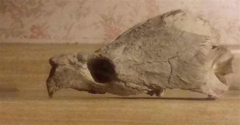 Snapping Turtle Skull Album On Imgur