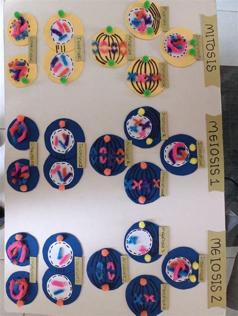 Mitosis Y Meiosis Maqueta Maquetas De Celulas Proyectos De Ciencia