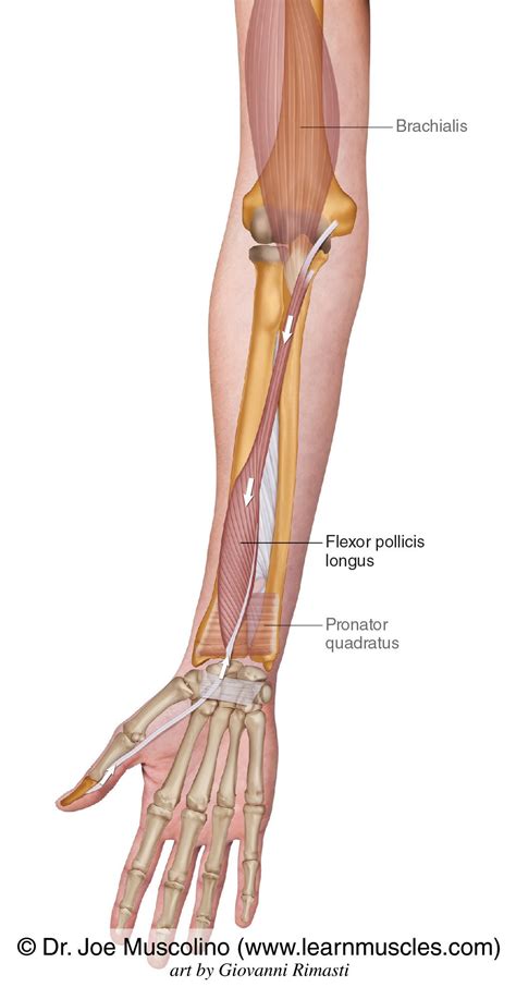 Flexor Pollicis Brevis Origin And Insertion