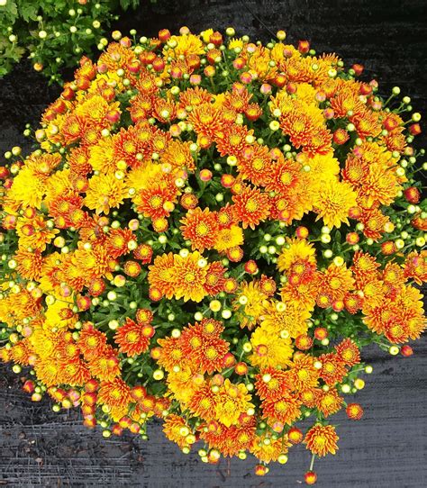 Mums Raleigh Fall Plants In NC Fairview Garden Center