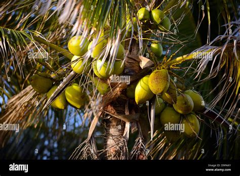 Coconuts Growing On A Coconut Palm Tree Stock Photo Alamy