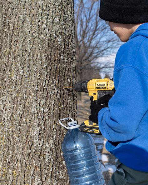 How To Harvest Maple Syrup From Your Maple Trees The Creek Line House