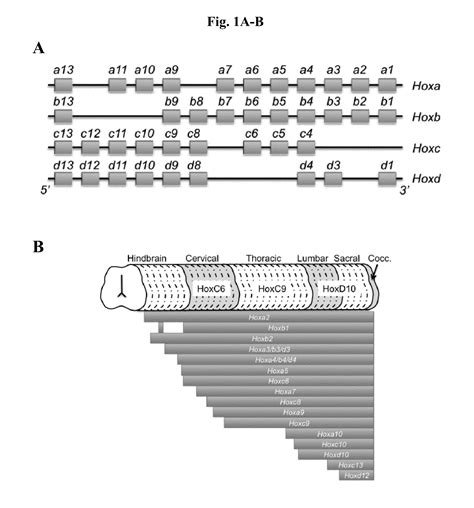 Compositions And Methods For Precise Patterning Of Posterior