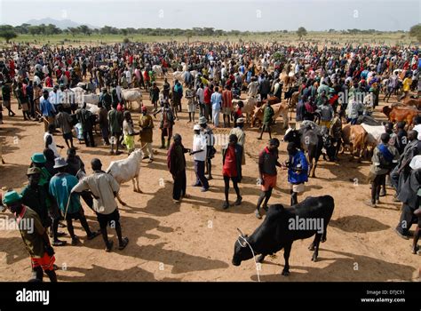 Uganda Karamoja Kotido Karimojong People Pastoral Tribe Cattle