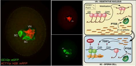 Generative Cell Nucleus Semantic Scholar