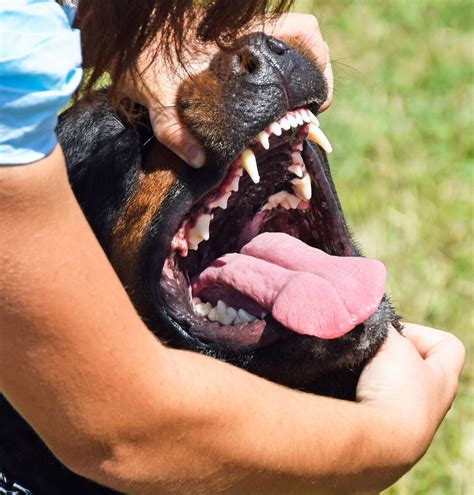 The Importance Of Examining The Rottweilers Bite And Dentition