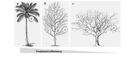 Types Of Clonal Architecture Of Tumors Tumorigenesis Is Modeled As A Download Scientific
