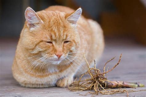 Почему коты любят валерьянку: как она действует и можно ли давать?