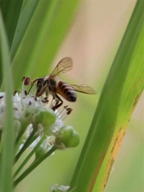 Faqs About Lemongrass And Bees Answered By An Expert
