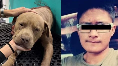 Dan 4 Años De Prisión Al Agresor Del Perrito Jefazo Perrito