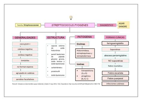 Streptococcus Pyogenes Majo Fer Udocz