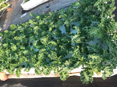 How To Set Up A Simple Hydroponic Dwc Deep Water Culture Gardening System Citygreens