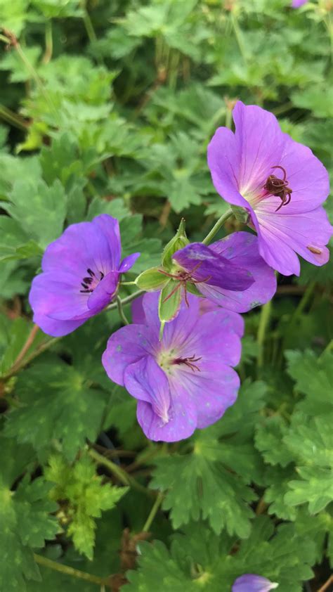 Geranium Rozanne Ooievaarsbek Buxuskoning