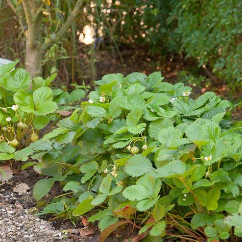 Erdbeere Mara De Bois Fragaria X Ananassa