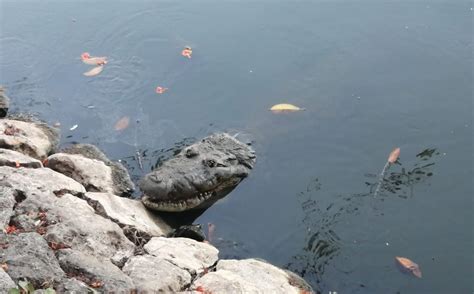 Tabasco Denuncian Ecocidio En Laguna De Las Ilusiones De Villahermosa