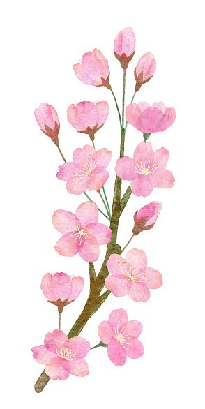 Ilustrasi Cat Air Yang Digambar Tangan Bagian Dari Bunga Sakura Dan