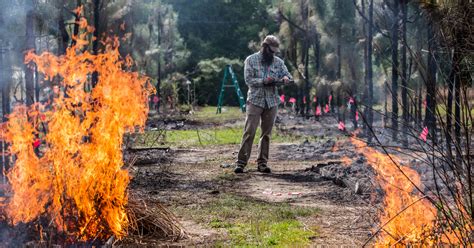 Flammable Invasive Grasses Are Increasing Risk Of Devastating Wildfires