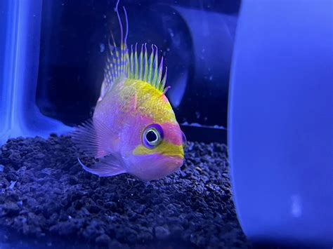 Odontanthias Rhodopeplus Unique Fins