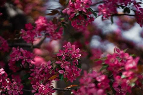 The Red Splendor Crabapple Tree Minneopa Orchards