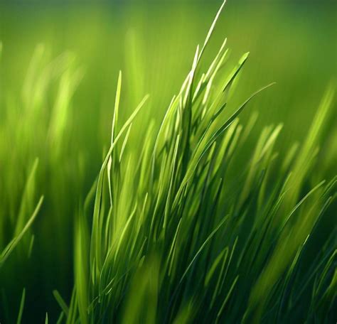 Highlander Turf Bermuda Grass Seed Hulled And Coated Grass Seed
