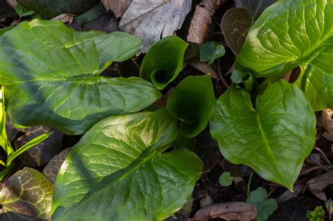 뻐꾸기 또는 Arum Maculatum 화살표 모양의 잎 가족 Araceae의 삼림 유독 식물 화살표 모양의 나뭇잎입니다 다른
