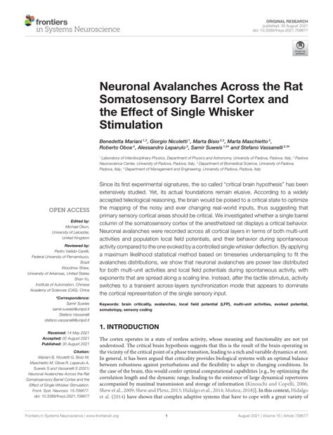 Pdf Neuronal Avalanches Across The Rat Somatosensory Barrel Cortex And The Effect Of Single