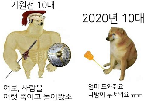 근육 시바견 밈 모음 대참사 유머월드