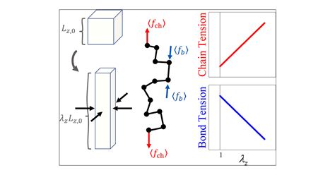 How A Chain Can Be Extended While Its Bonds Are Compressed Acs Macro Letters