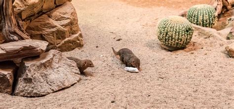 Dwarf Mongoose Helogale Parvula Eating A White Mouse Stock Image