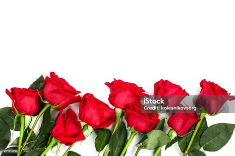 아름 다운 빨간 로즈 잎 복사 공간 텍스트와 흰색 배경에 고립 최고의 볼 수 있습니다 평면 위치 패턴 0명에 대한 스톡 사진 및